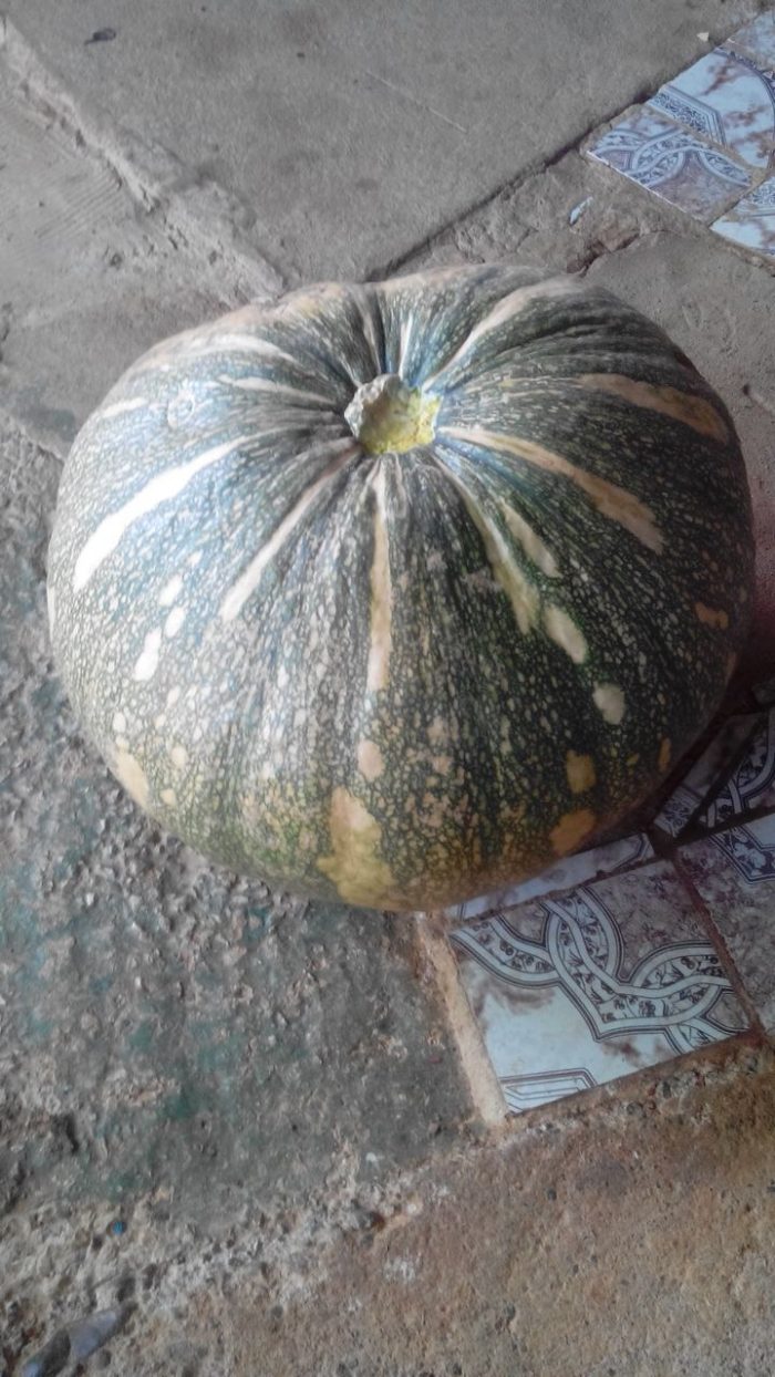 Cosechan ayote de 12 kilos en San Carlos de La Amistad - Tv Sur Pérez ...