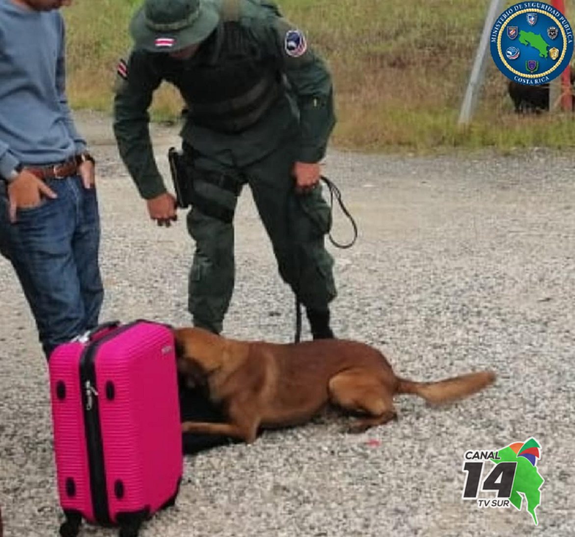 Un perro entrenado en detección de drogas descubrió marihuana en ...