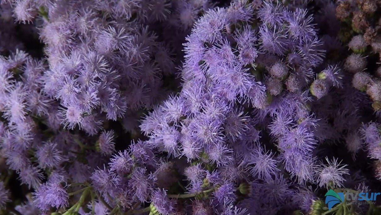 Venden flor Santa Lucía para la suerte del nuevo año - Tv Sur Pérez Zeledón