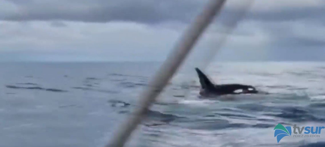Video muestra a orcas cazando un ballenato en el Parque Nacional ...